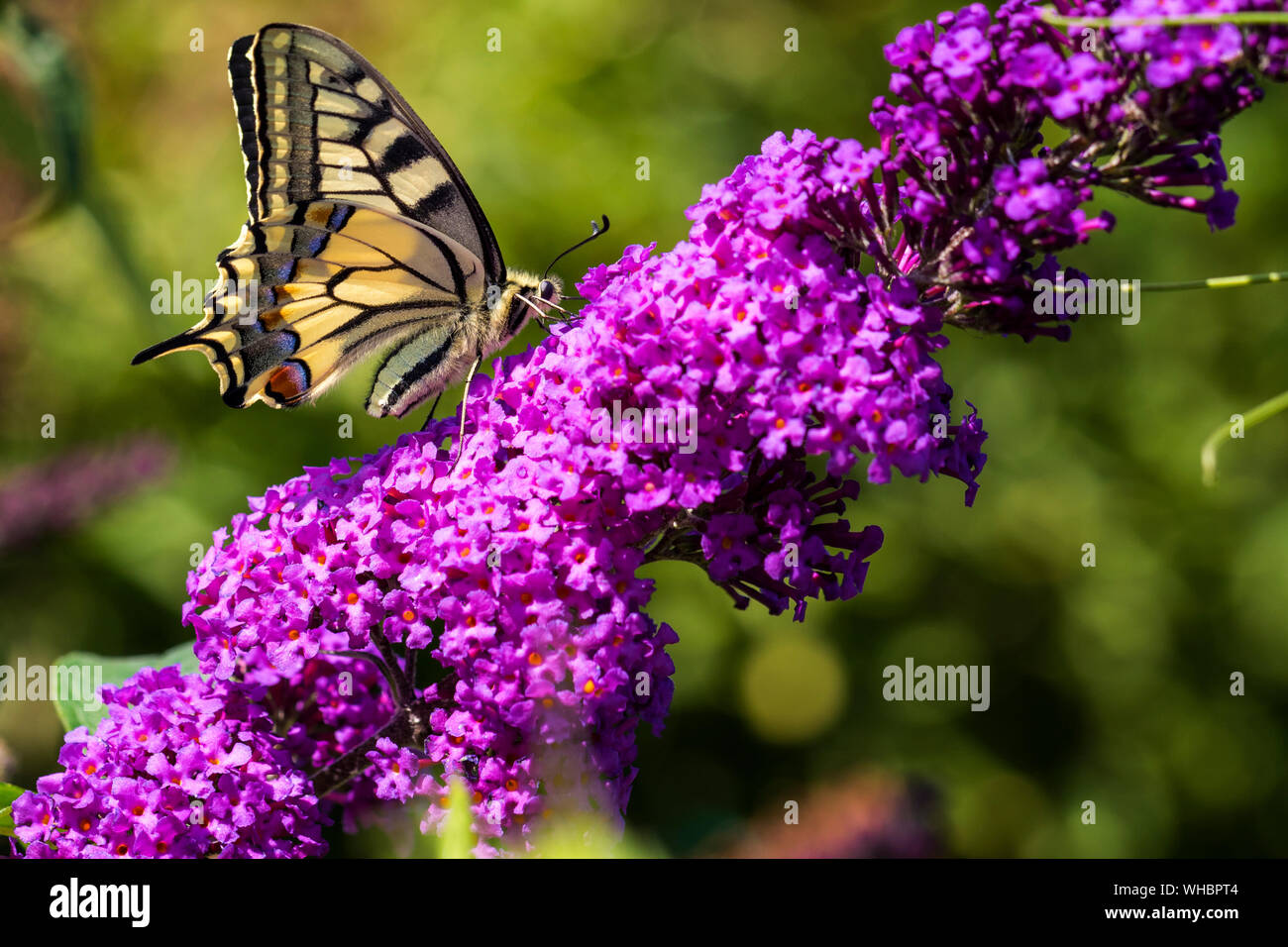 Bush page hi-res stock photography and images - Alamy