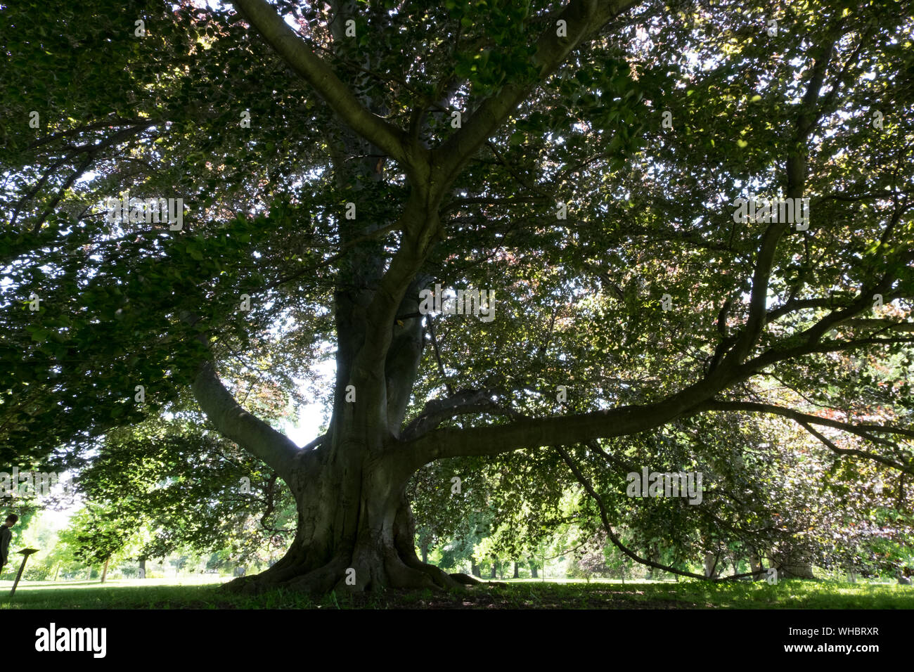 Spreading branches hi-res stock photography and images - Alamy