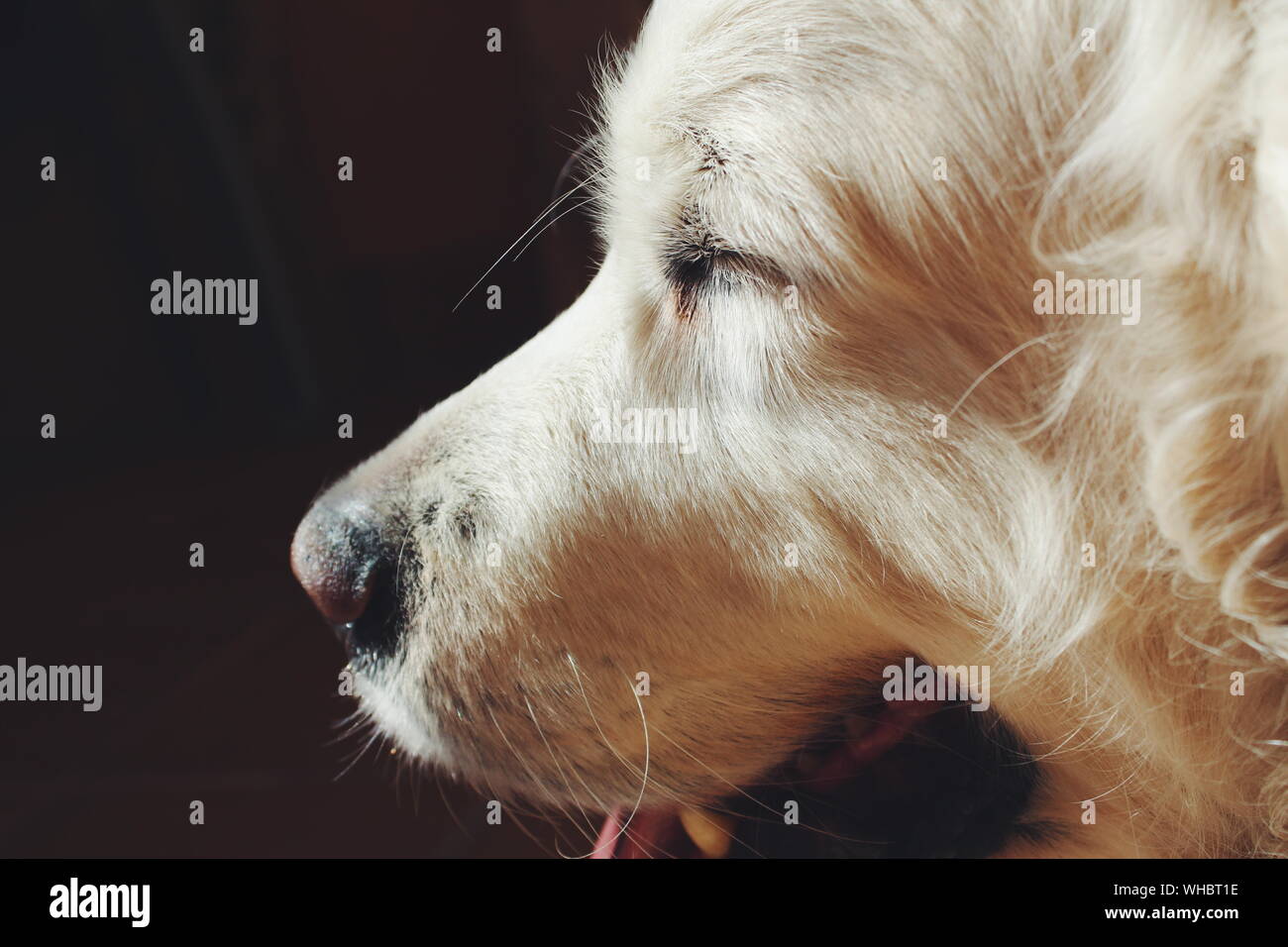 Side view yellow labrador retriever hi-res stock photography and images ...