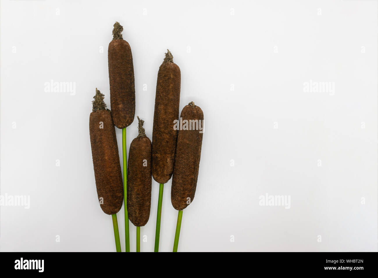 Brown reeds (Typha Latifolia, Common Cattail, Reedmace or Bulrush ...