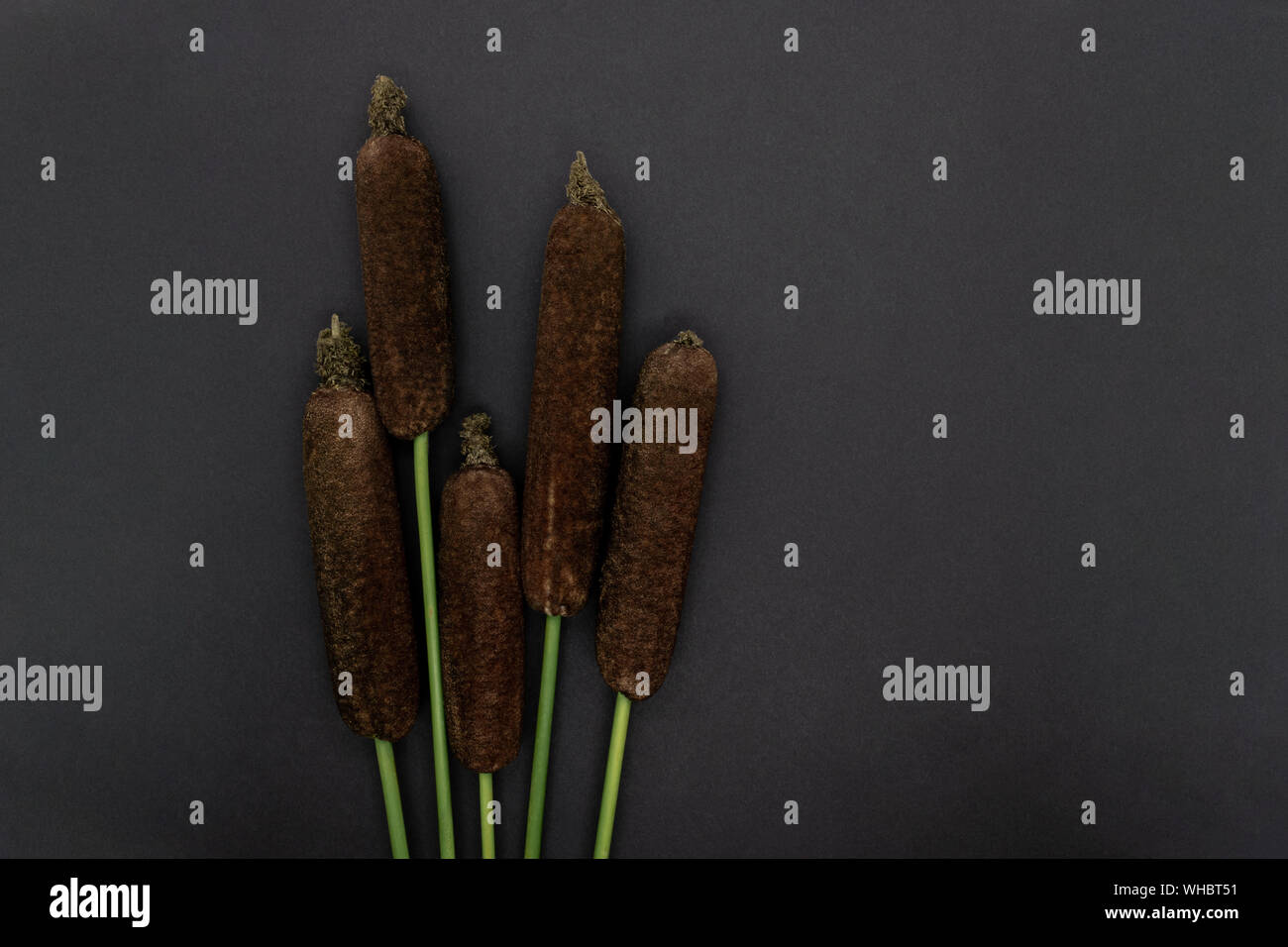 Brown reeds (Typha Latifolia, Common Cattail, Reedmace or Bulrush ...