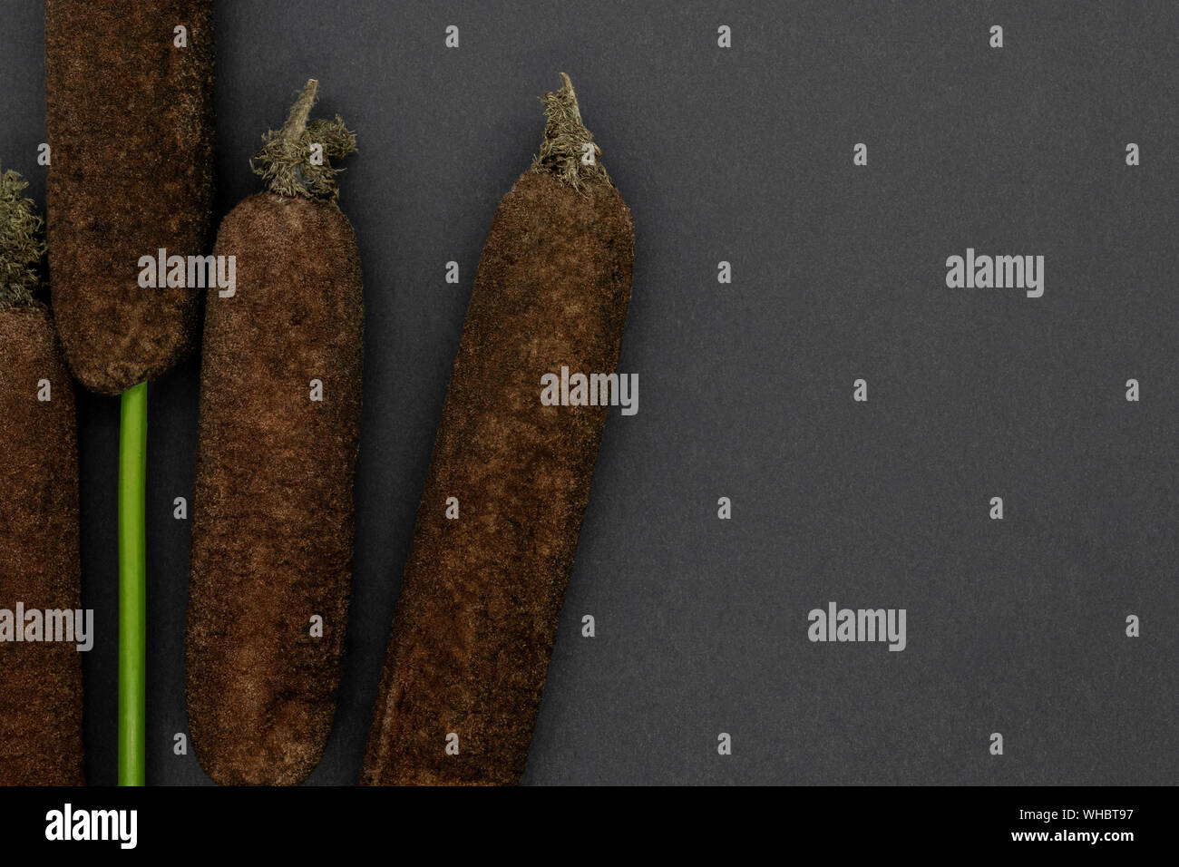 Brown reeds (Typha Latifolia, Common Cattail, Reedmace or Bulrush ...