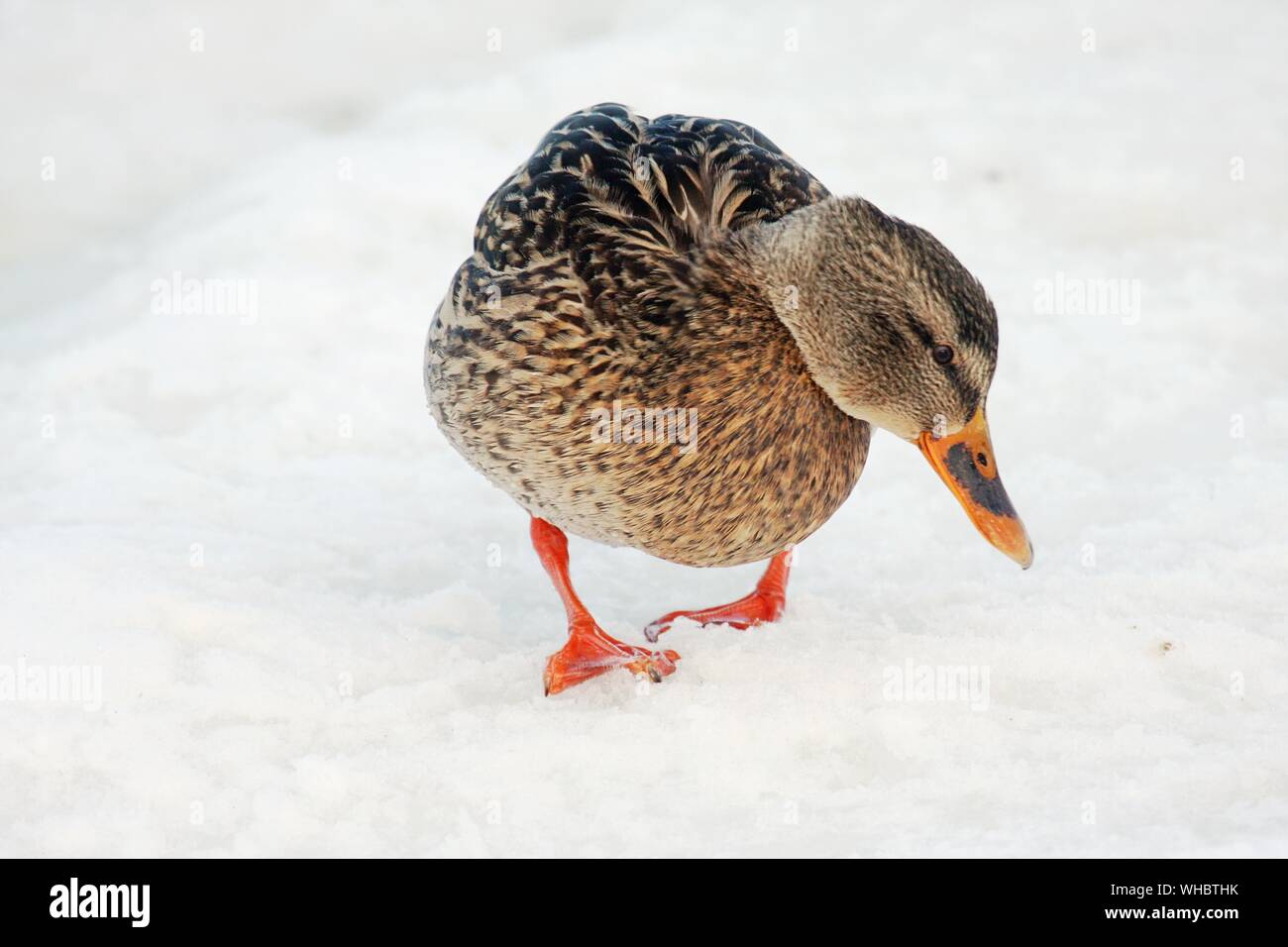 Duck in snow hi-res stock photography and images - Alamy