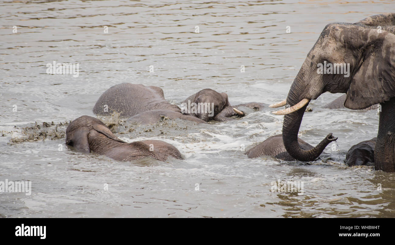 Swimming with elephants hi-res stock photography and images - Alamy