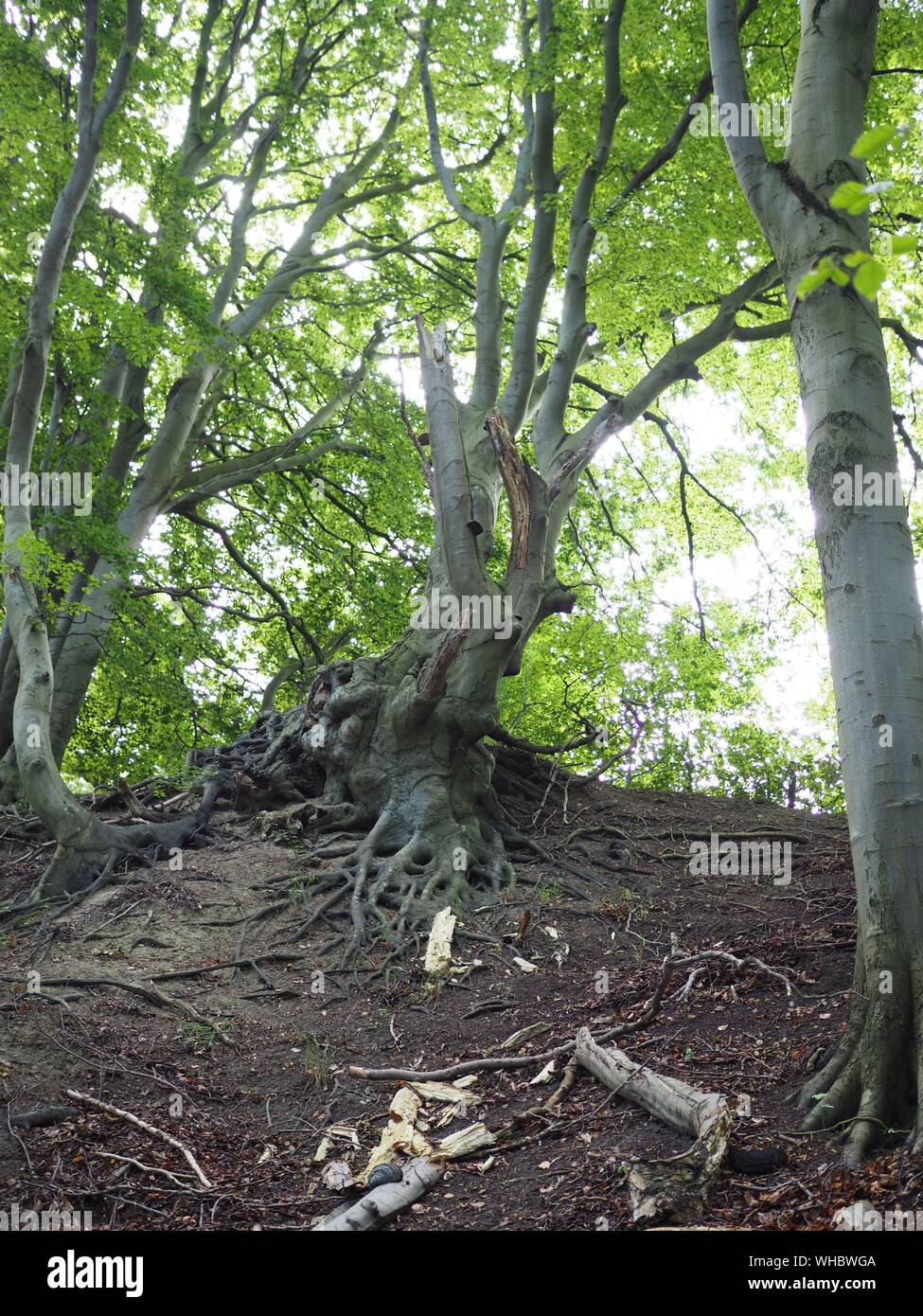 Air Root High Resolution Stock Photography and Images - Alamy