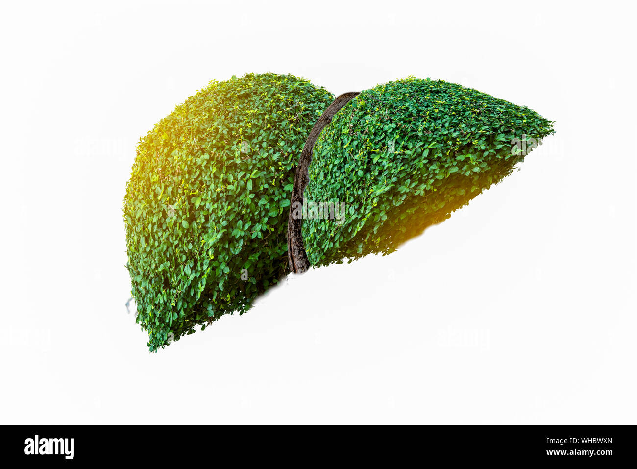 Realistic liver images are human green tree shapes about diseases and ...
