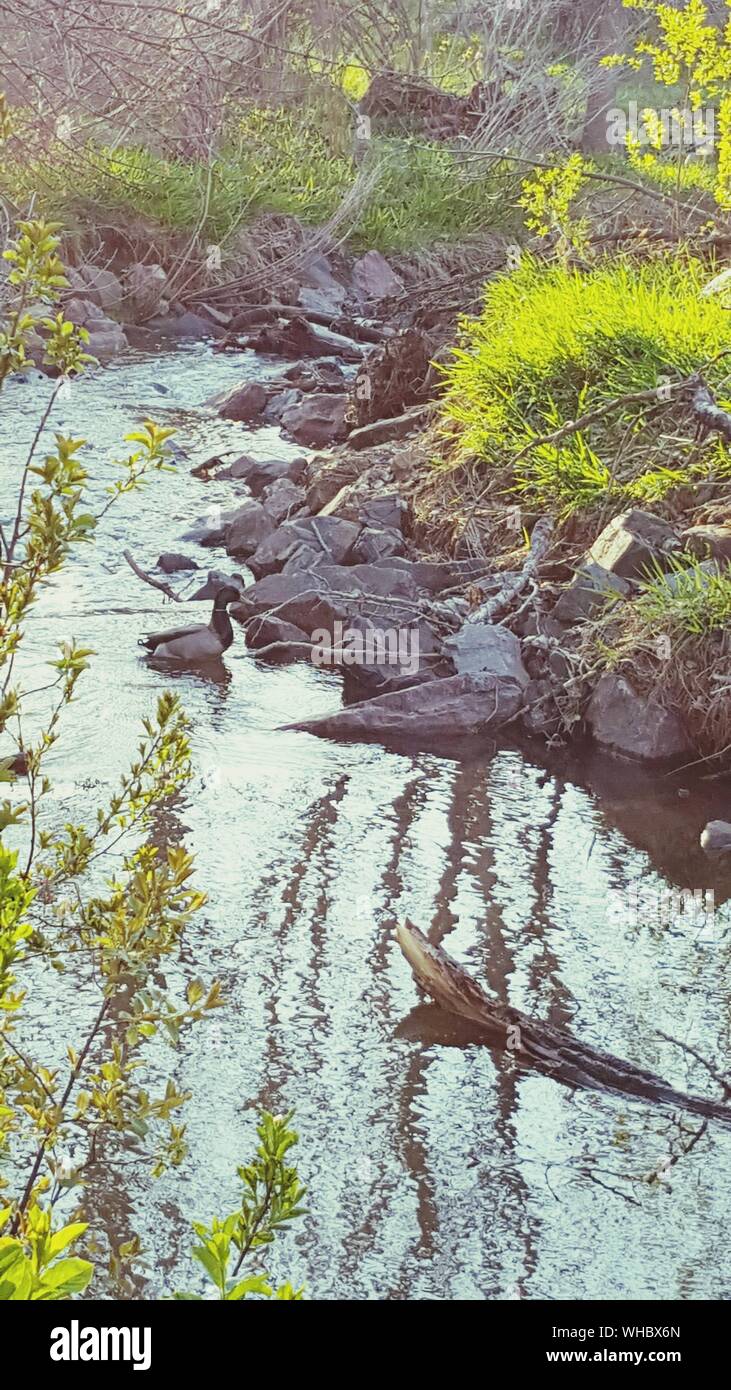 Surface Level Of Stream Along Plants Stock Photo - Alamy