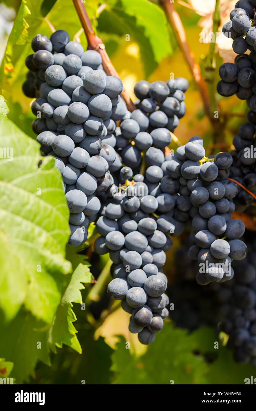 The branch of a vine with bunches of ripe grapes. Primitivo is a grape ...