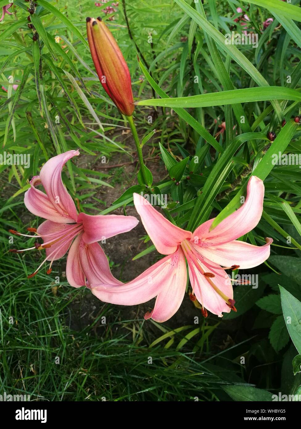 Grass lily hi-res stock photography and images - Alamy