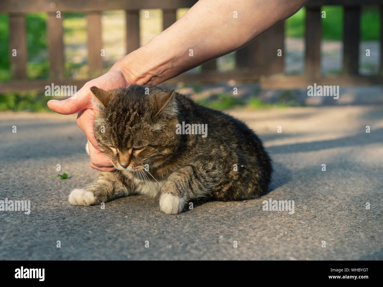 Human hand strokes a homeless cat. Sad tabby cat Stock Photo - Alamy