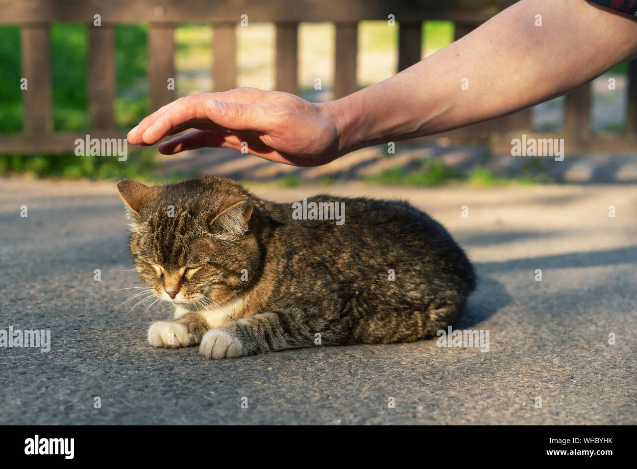 Human hand strokes a homeless cat. Sad tabby cat Stock Photo - Alamy