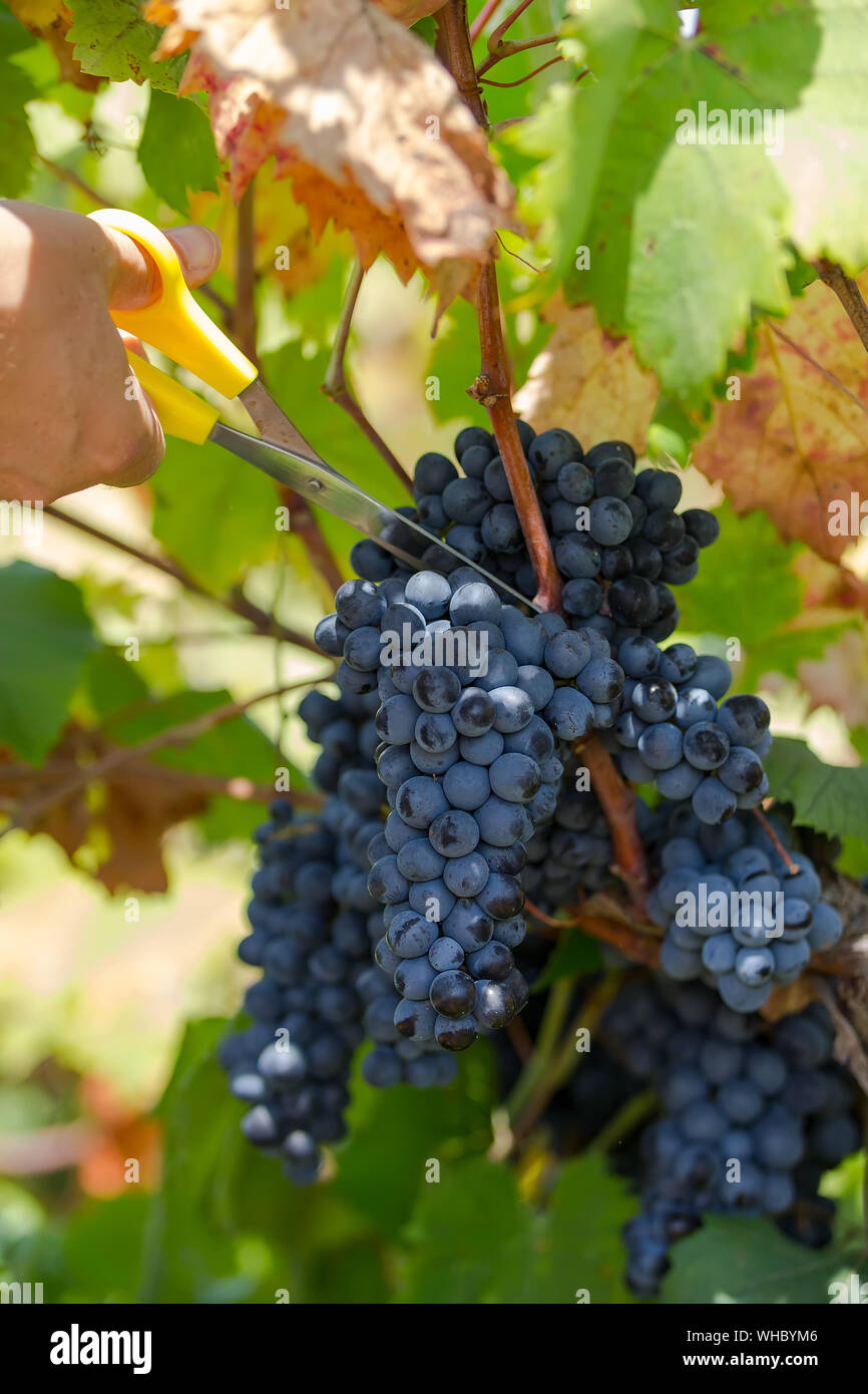 Grapes harvest. Farmers hands with freshly harvested black grapes ...