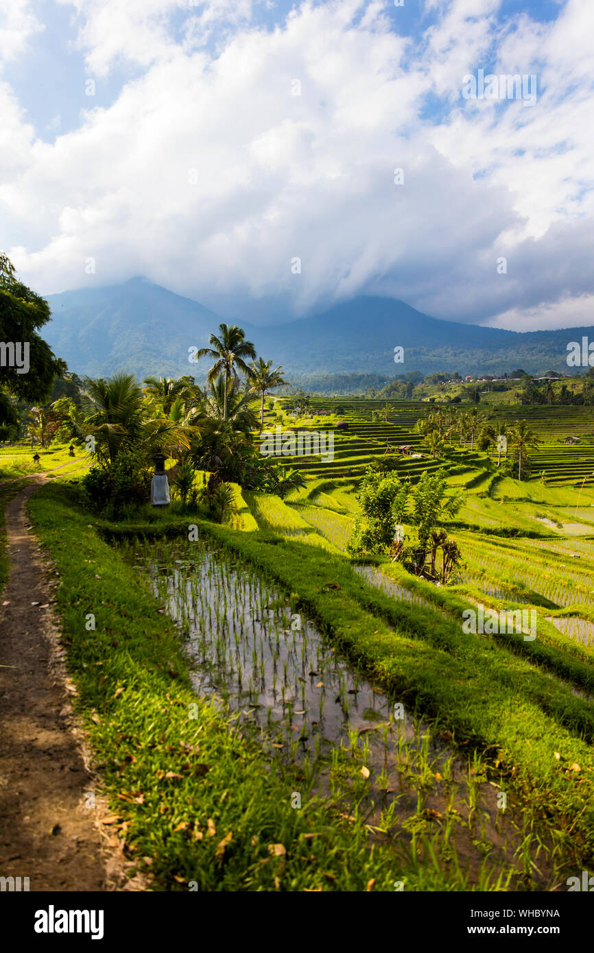 Rice fields of Jatiluwih in southeast Bali, Indonesia Stock Photo - Alamy