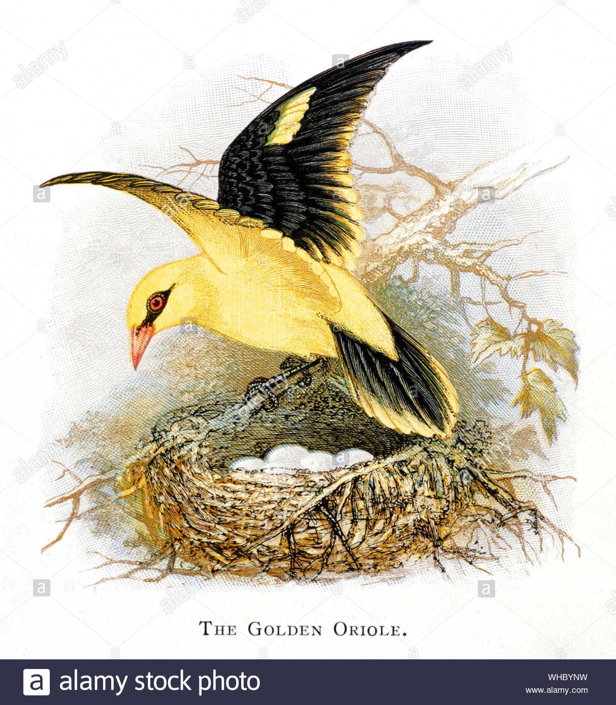 Golden Oriole (Oriolus oriolus) at the nest with eggs, vintage ...
