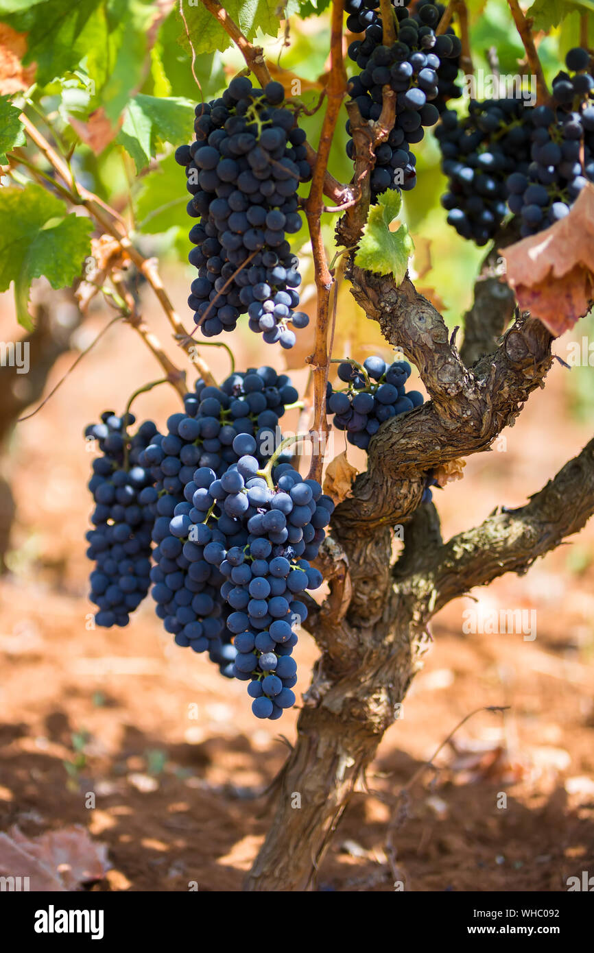 Primitivo di manduria hi-res stock photography and images - Alamy