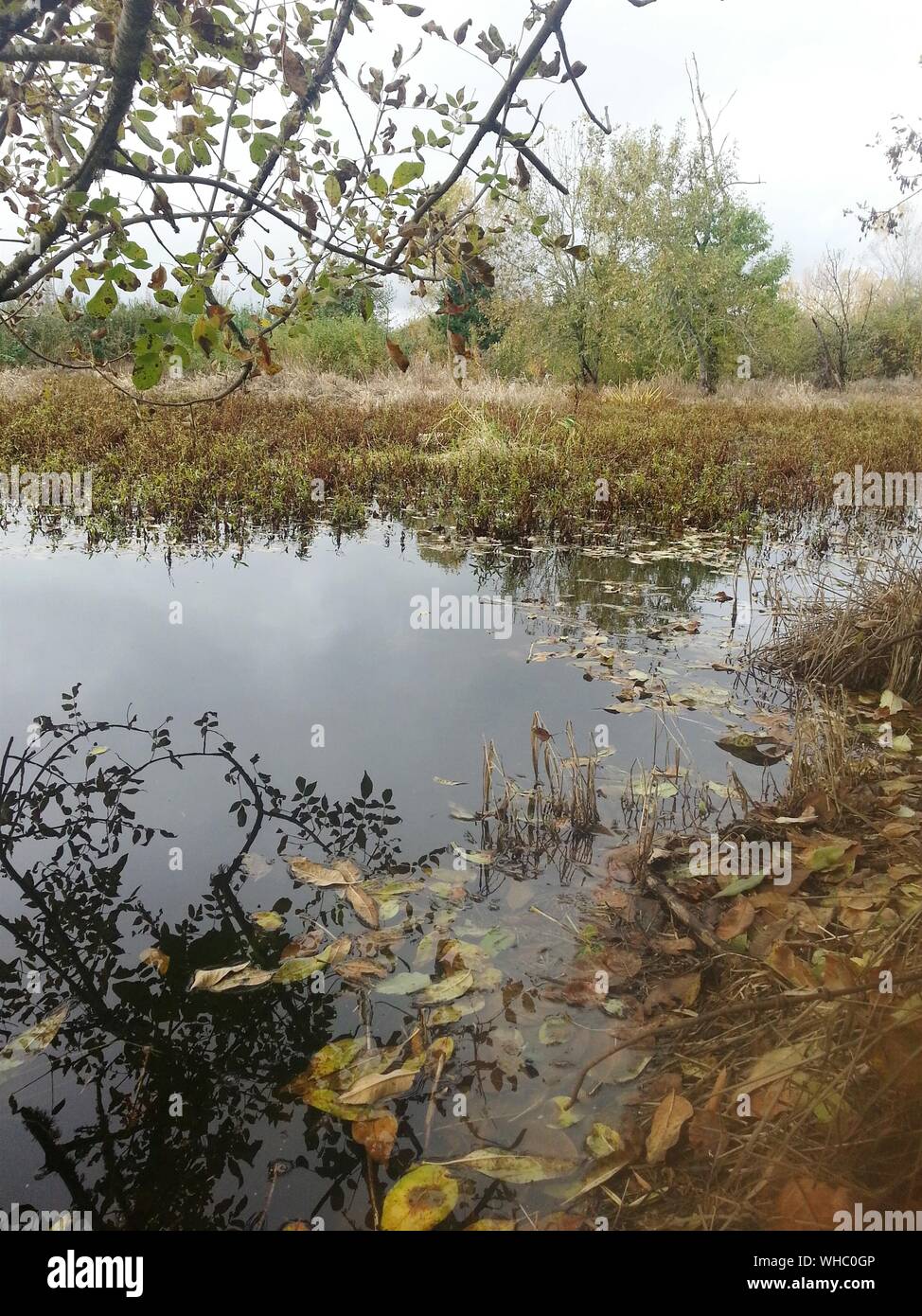 Tree branches in water hi-res stock photography and images - Alamy