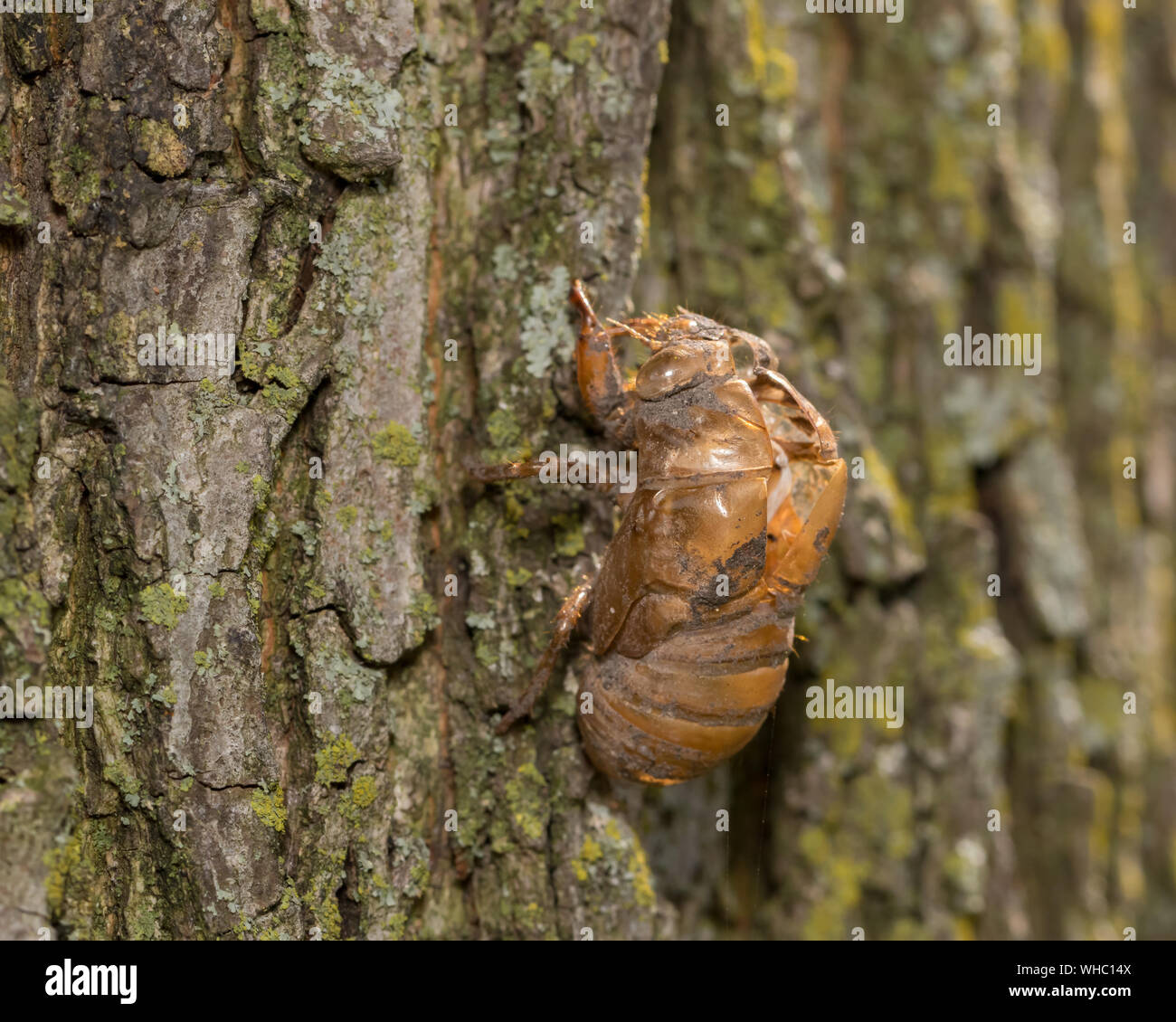 Insect Exoskeleton On Trees