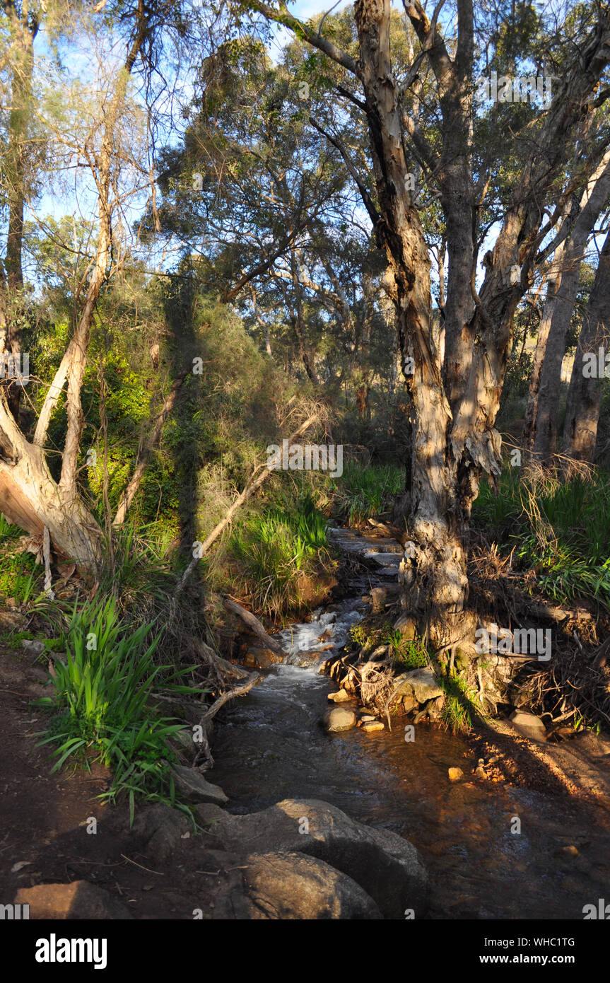 Creek and eucalyptus trees, Whistlepipe Gully Walk, Mundy Regional Park ...