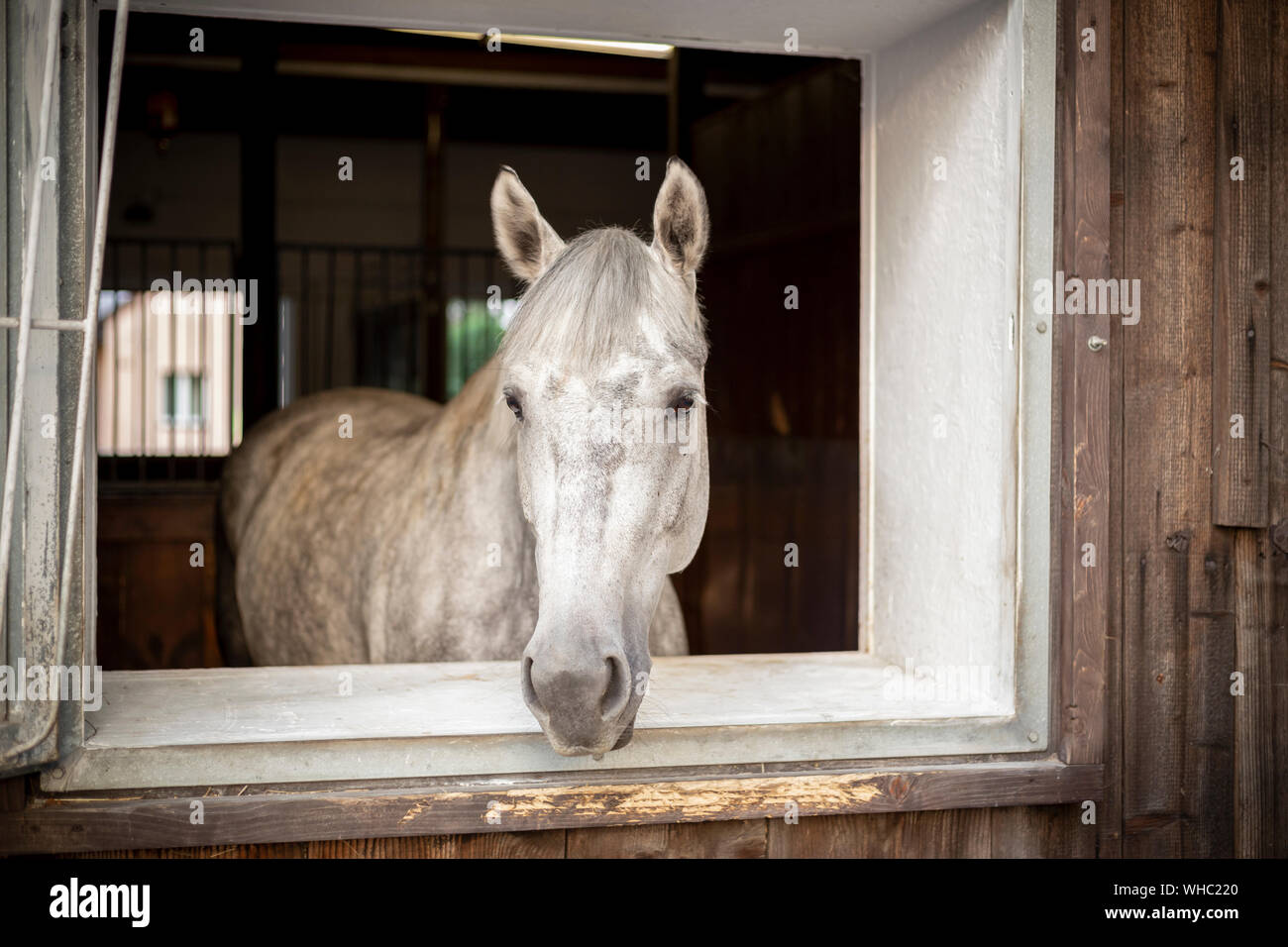 Horse stable racing hi-res stock photography and images - Alamy