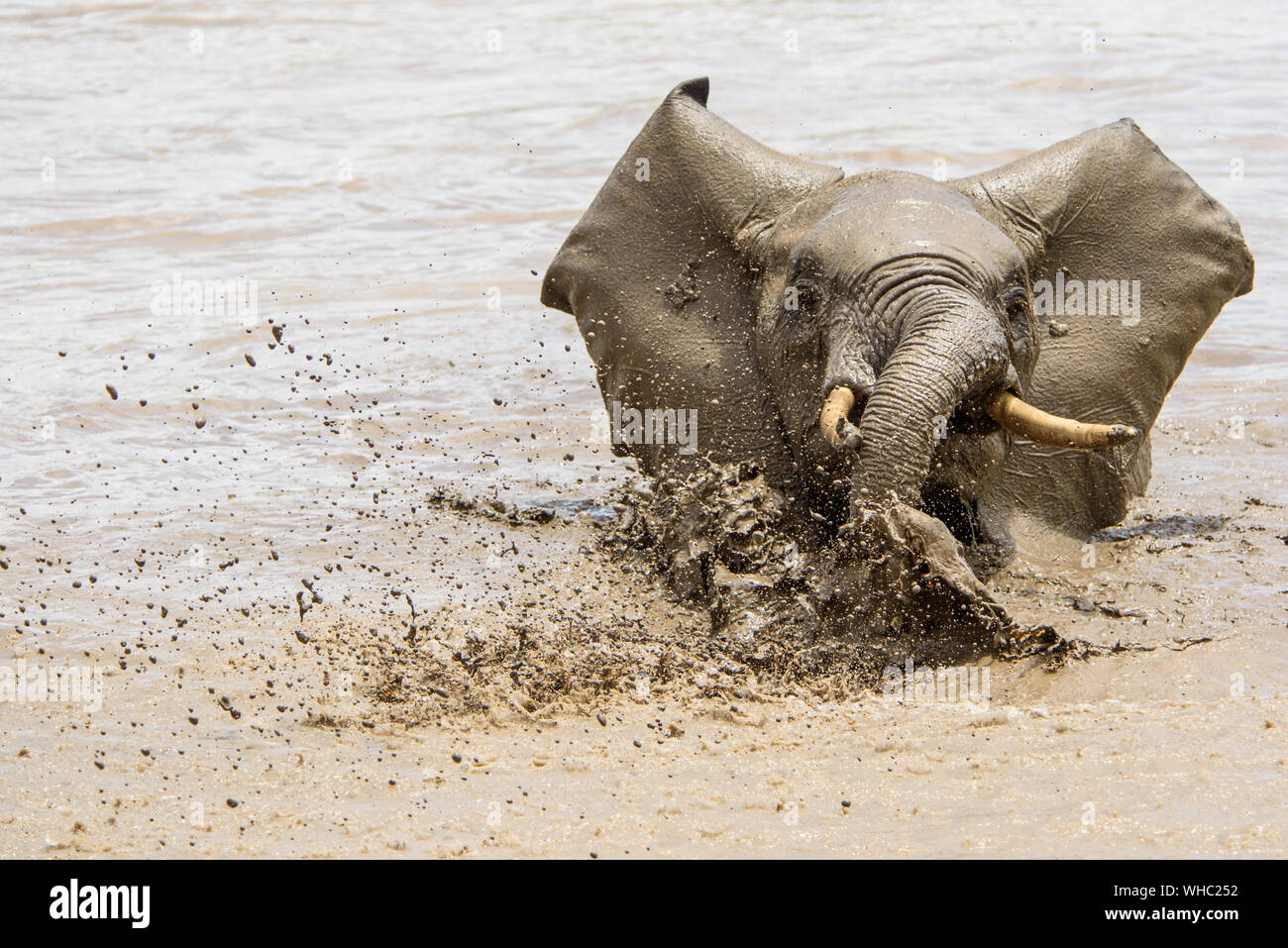 Elephant mud splashing hi-res stock photography and images - Alamy