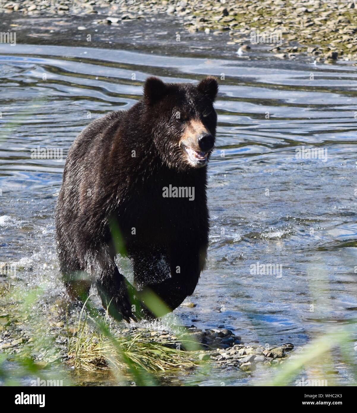 Bear Running In River Stock Photo - Alamy