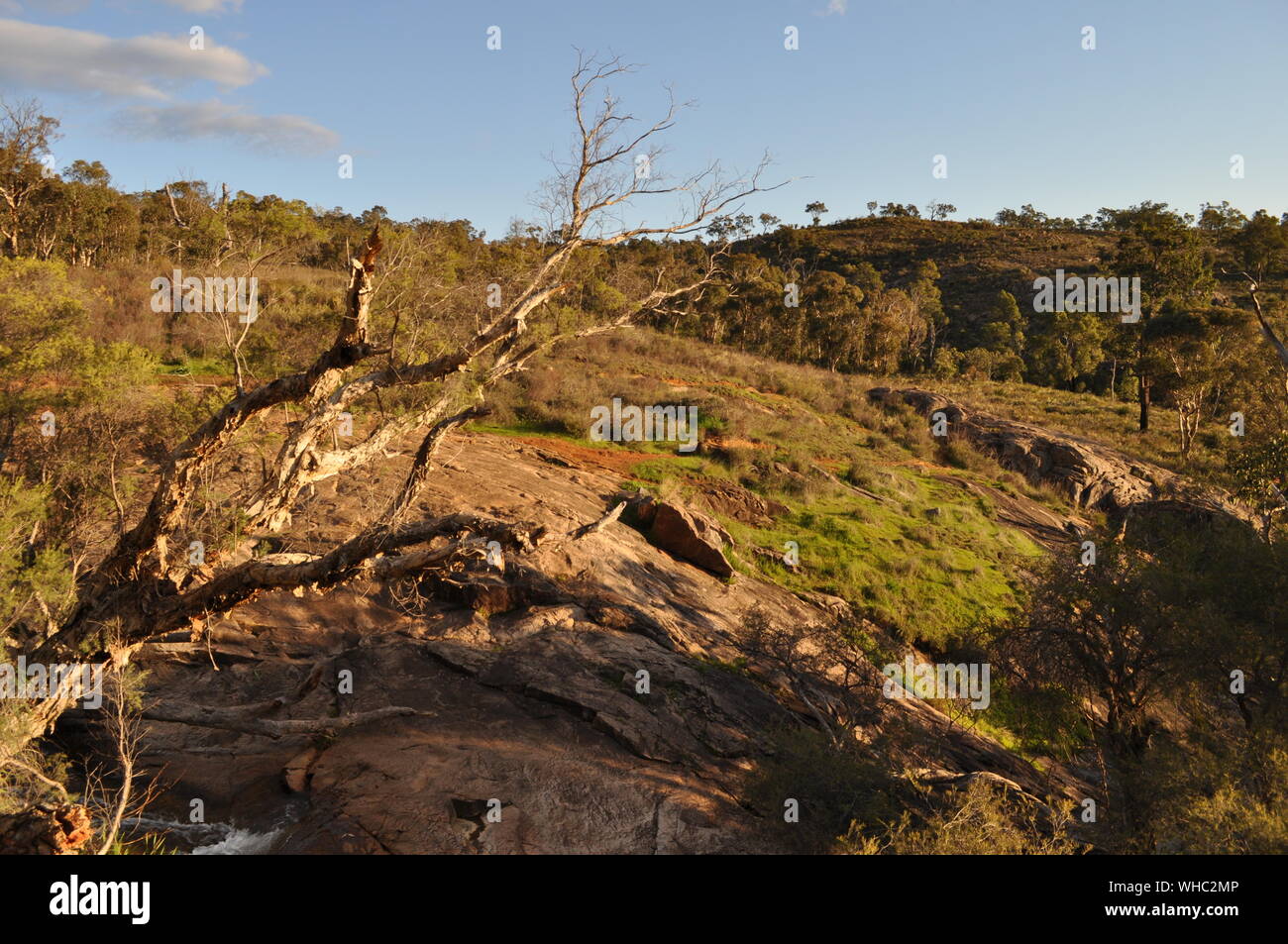 Eucalyptus trees, forest and bushland in late evening. Whistlepipe ...