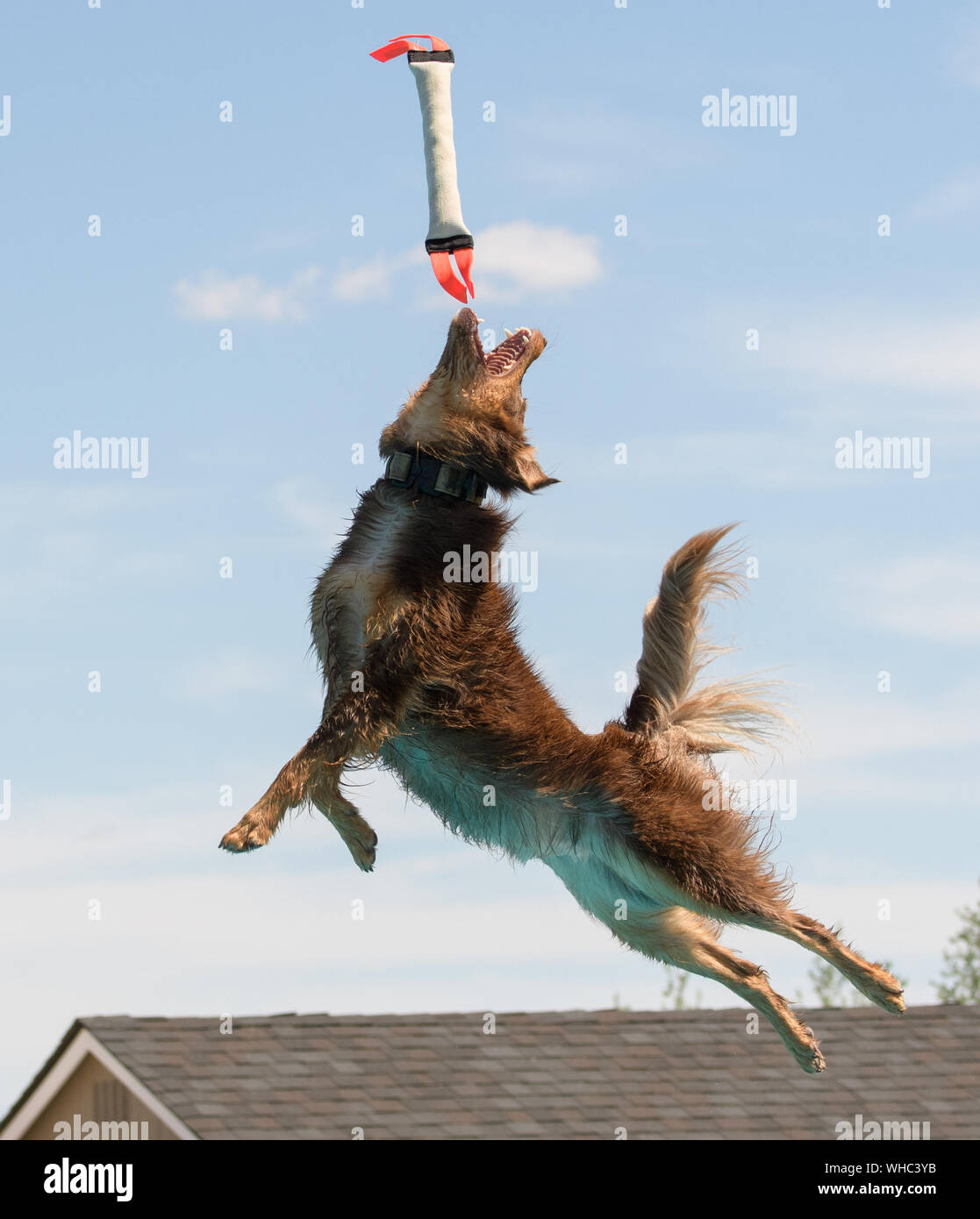 Dock diving red Australian Shepherd mix catching a toy Stock Photo - Alamy