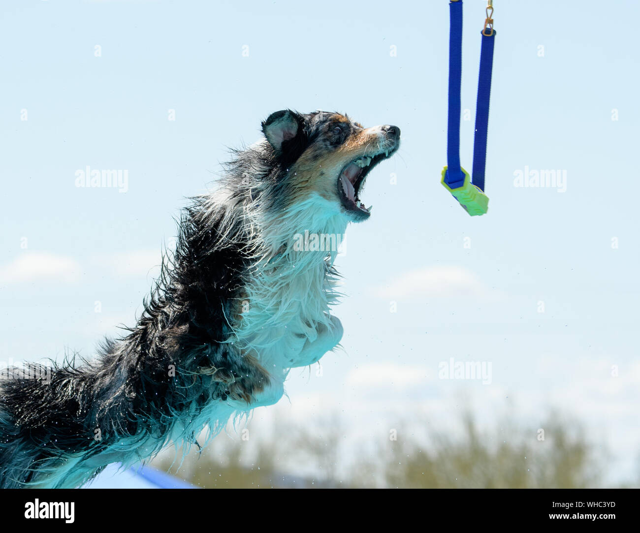 Dock diving game and an Australian Shepherd about to grab a toy Stock ...