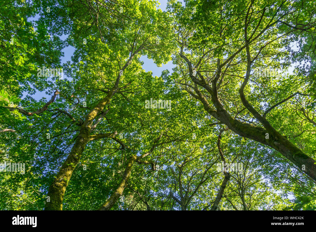 Tree reach for the sky in Dash Point, Washington Stock Photo - Alamy
