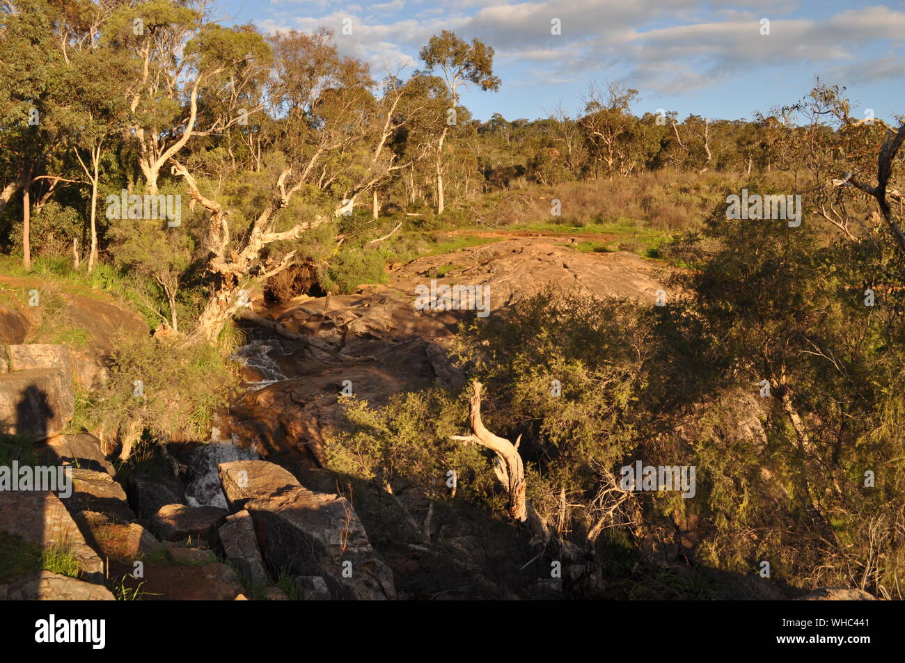 Creek and eucalyptus trees, Whistlepipe Gully Walk, Mundy Regional Park ...