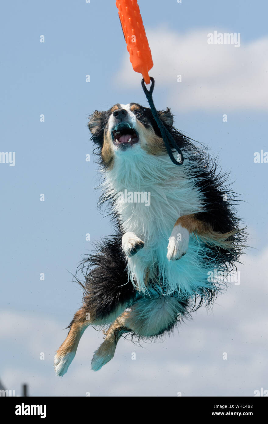Aussie in mid air about to catch an orange toy while dock diving Stock ...