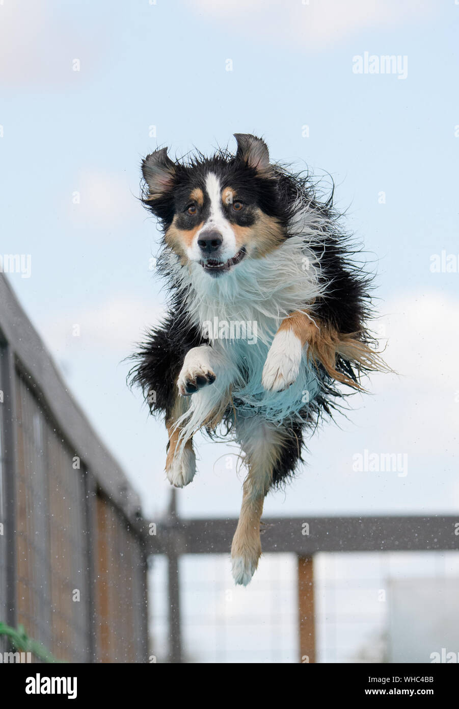 Aussie dock diving caught in mid-air over the water Stock Photo - Alamy