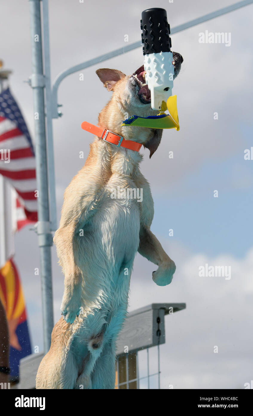 Yellow lab in mid air catching a toy while dock diving Stock Photo - Alamy
