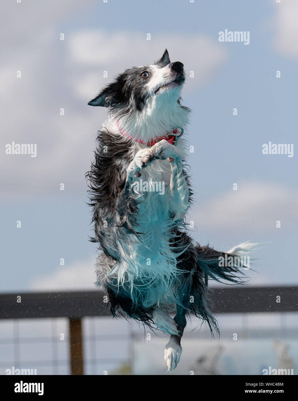 Aussie with a tail in mid-air dock diving Stock Photo - Alamy