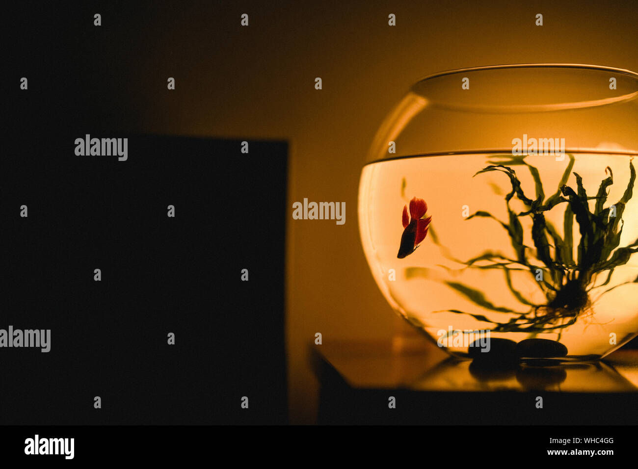 Fishbowl hi-res stock photography and images - Alamy