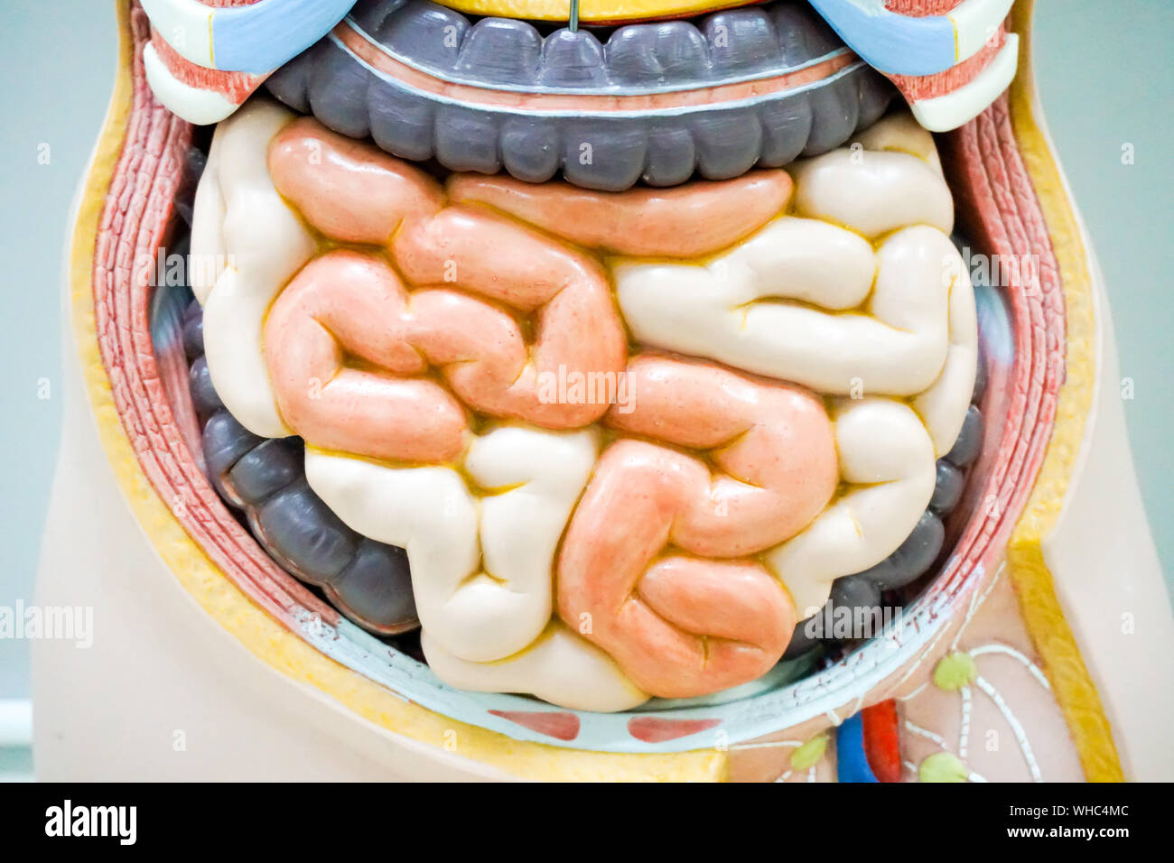Anatomical model hi-res stock photography and images - Alamy