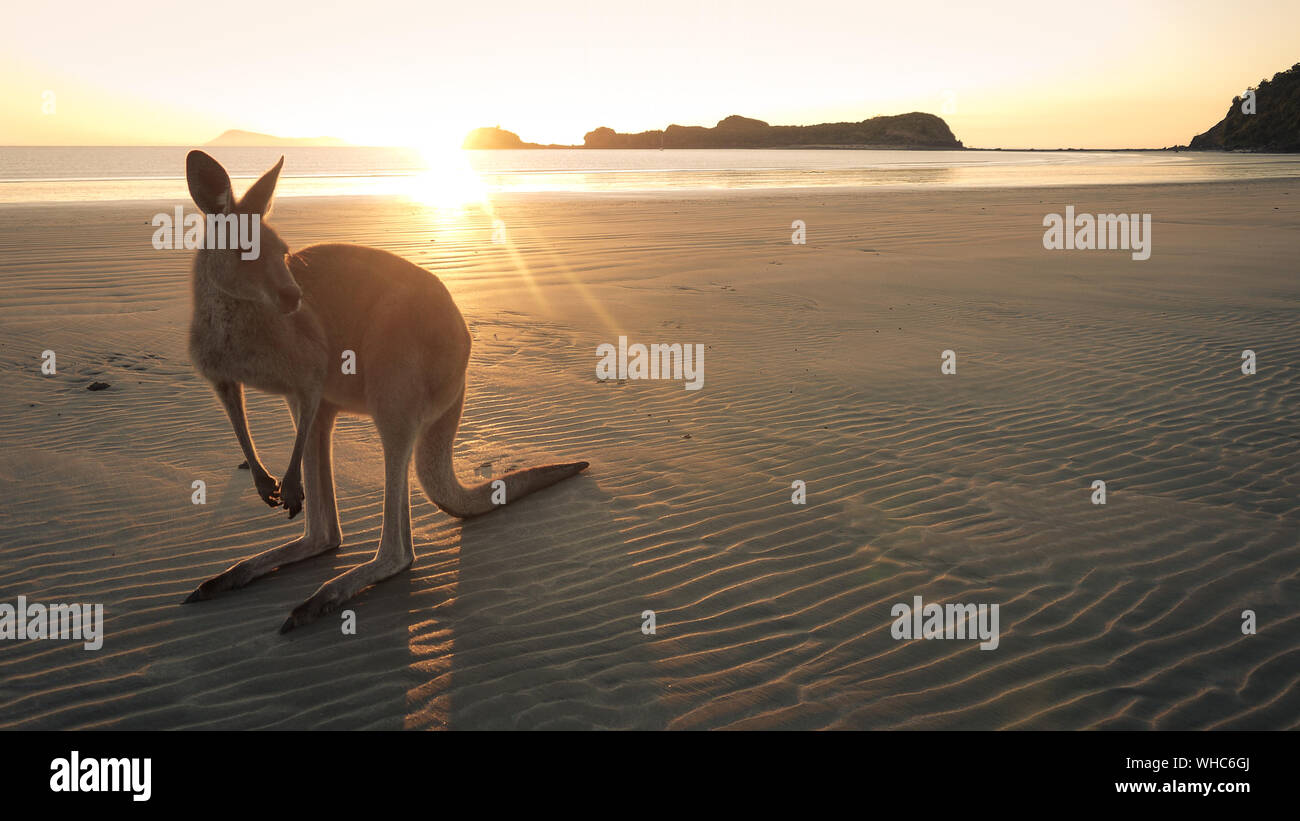 Kangaroo On Beach High Resolution Stock Photography and Images - Alamy