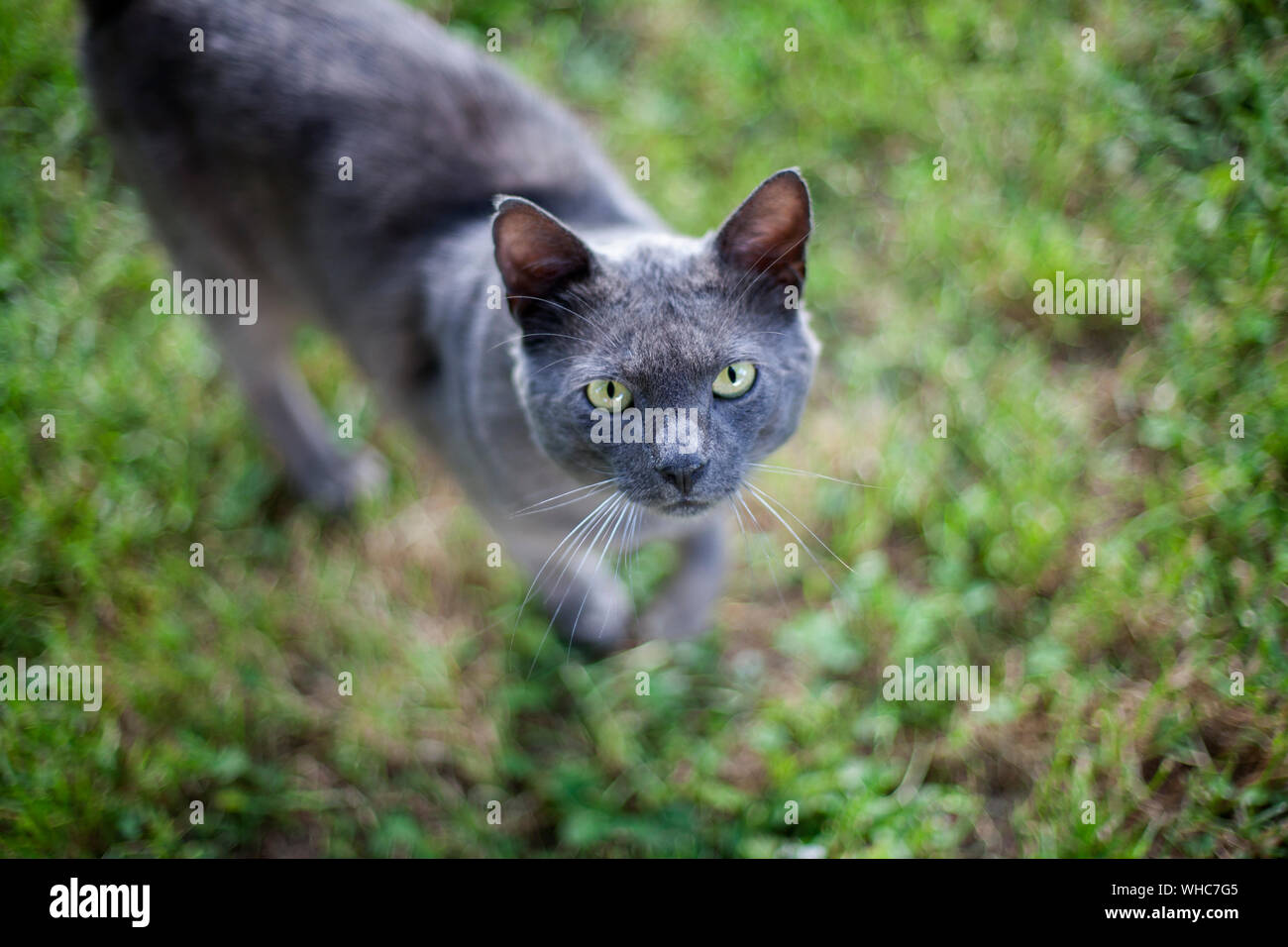 Cat pet ecology hi-res stock photography and images - Alamy