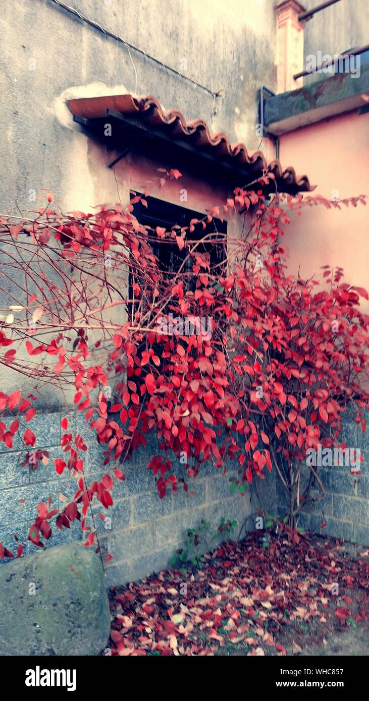 Red plants hi-res stock photography and images - Alamy