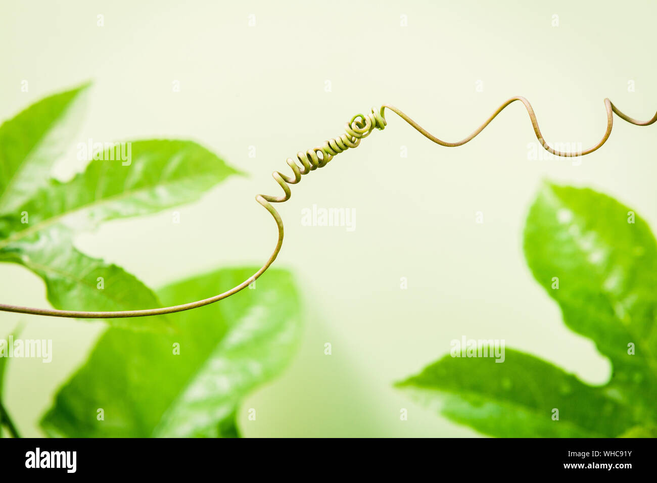 Plant Tendril High Resolution Stock Photography and Images - Alamy