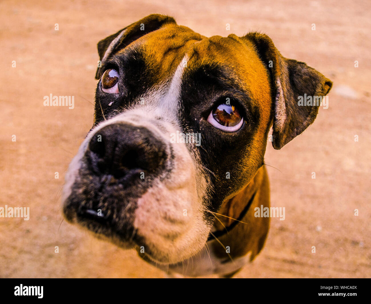 Boxer dog face close up hi-res stock photography and images - Alamy