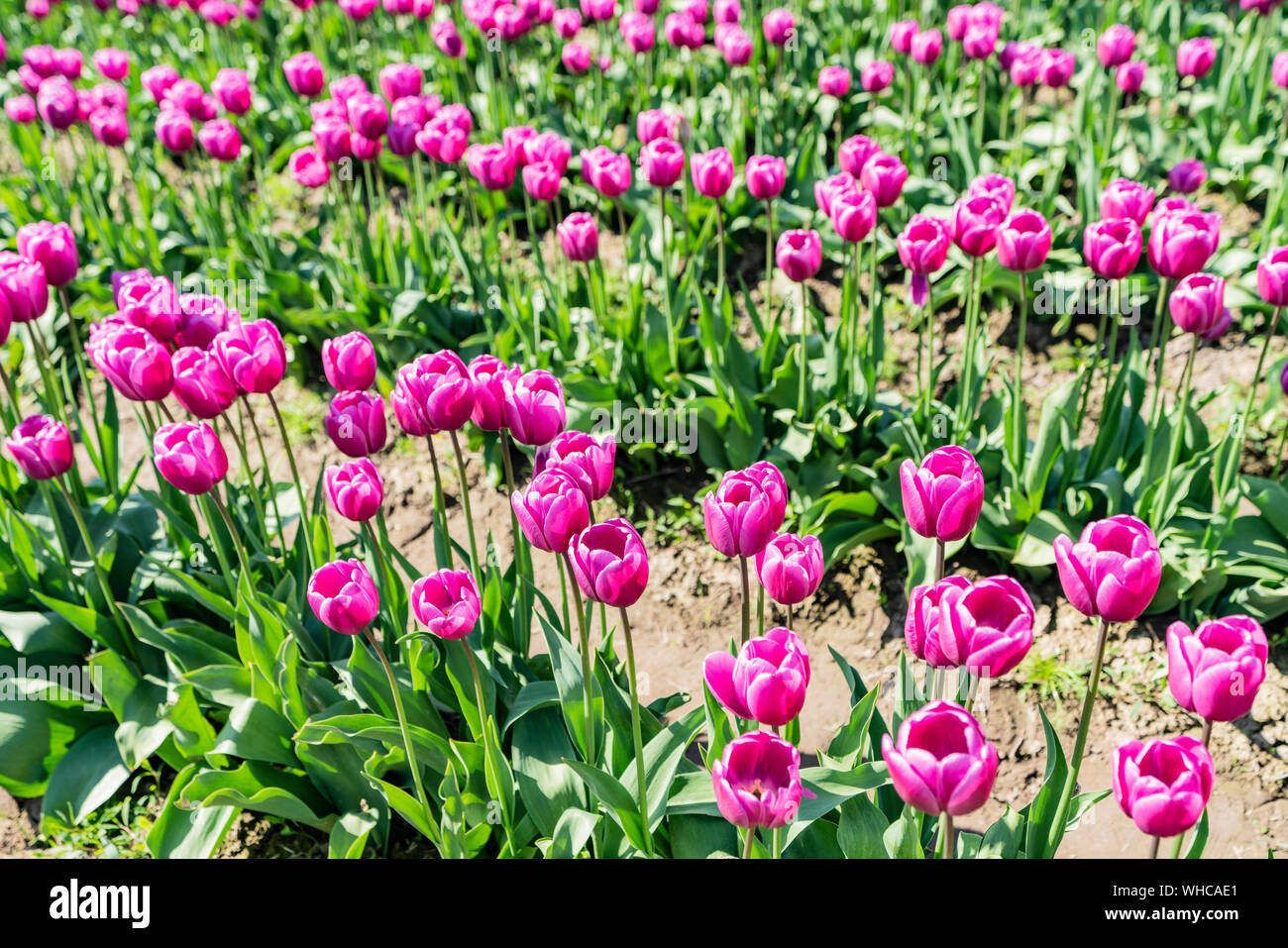 Bright pink tulips growing in rows Stock Photo - Alamy