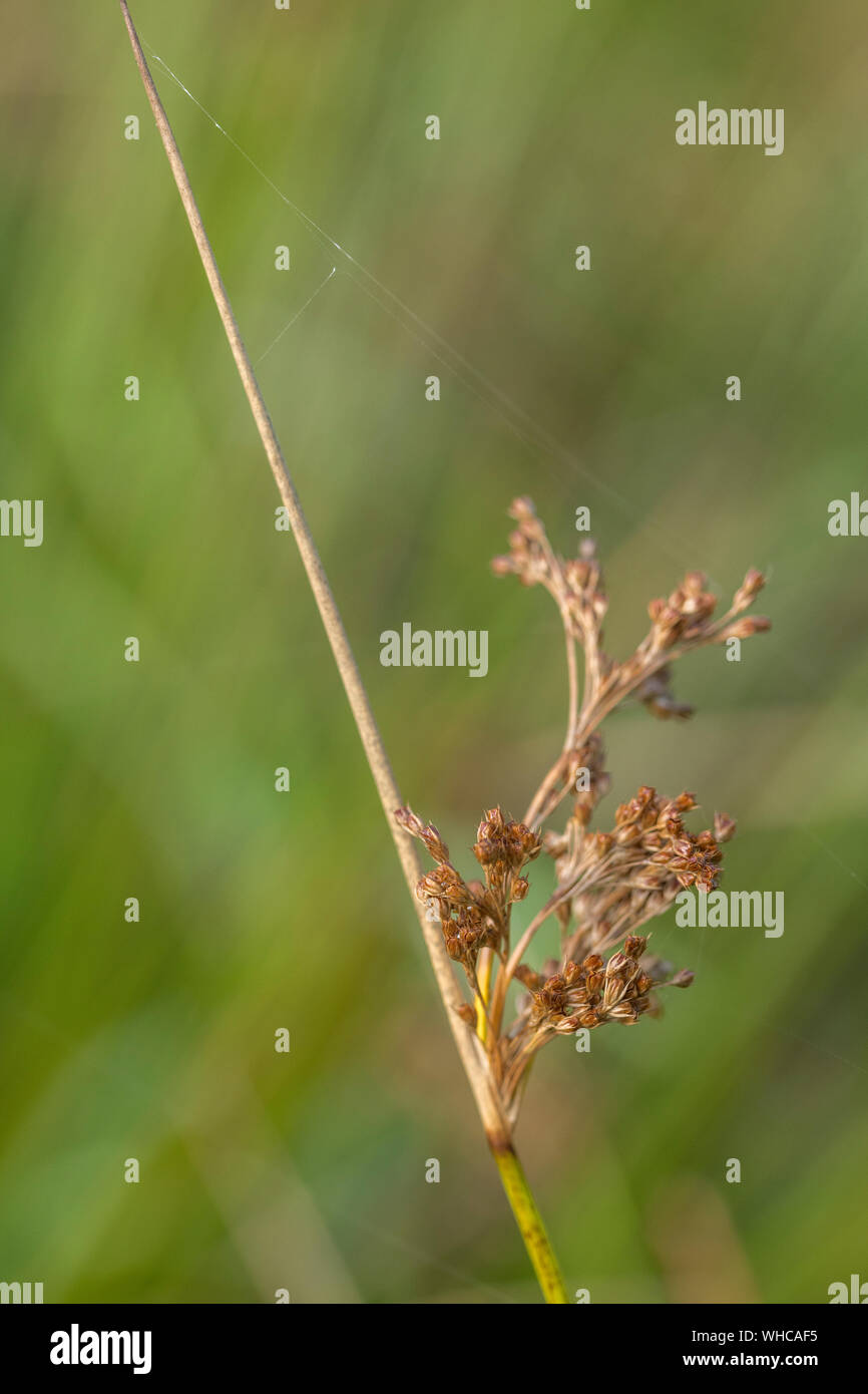 Juncus rush seed pods hi-res stock photography and images - Alamy