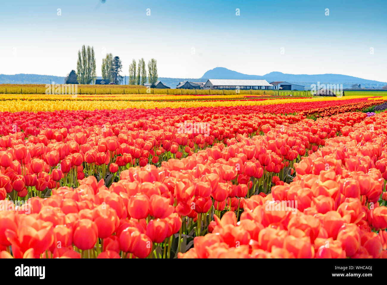Tulip barn hi-res stock photography and images - Alamy