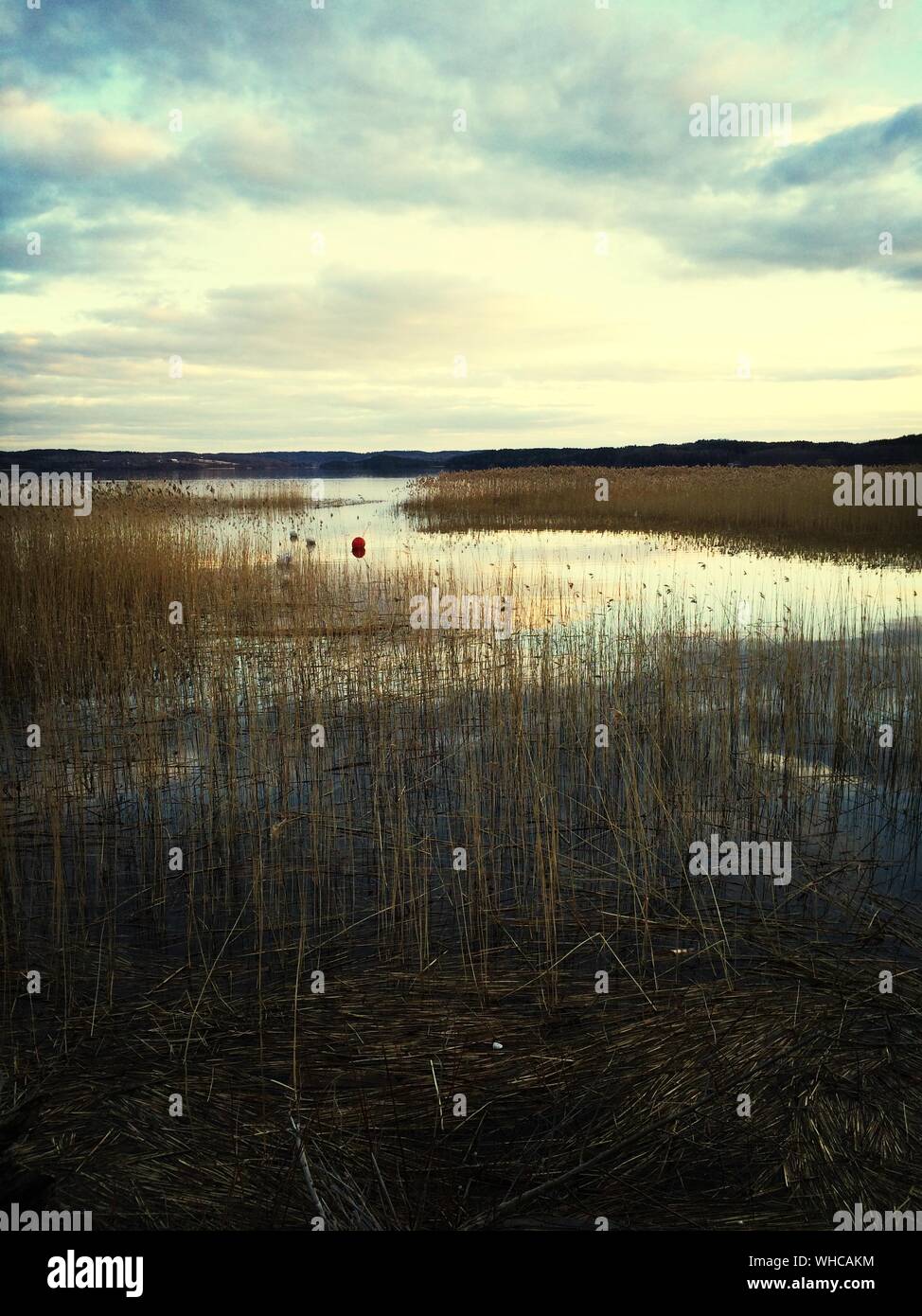 Reed marsh hi-res stock photography and images - Alamy