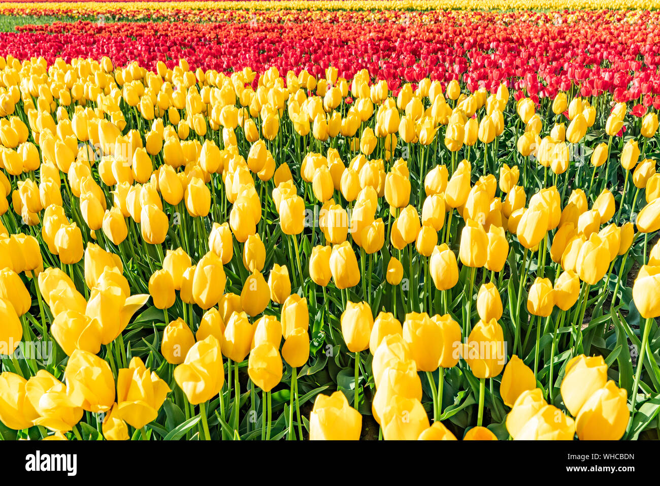 Multi colored tulip fields hi-res stock photography and images - Alamy