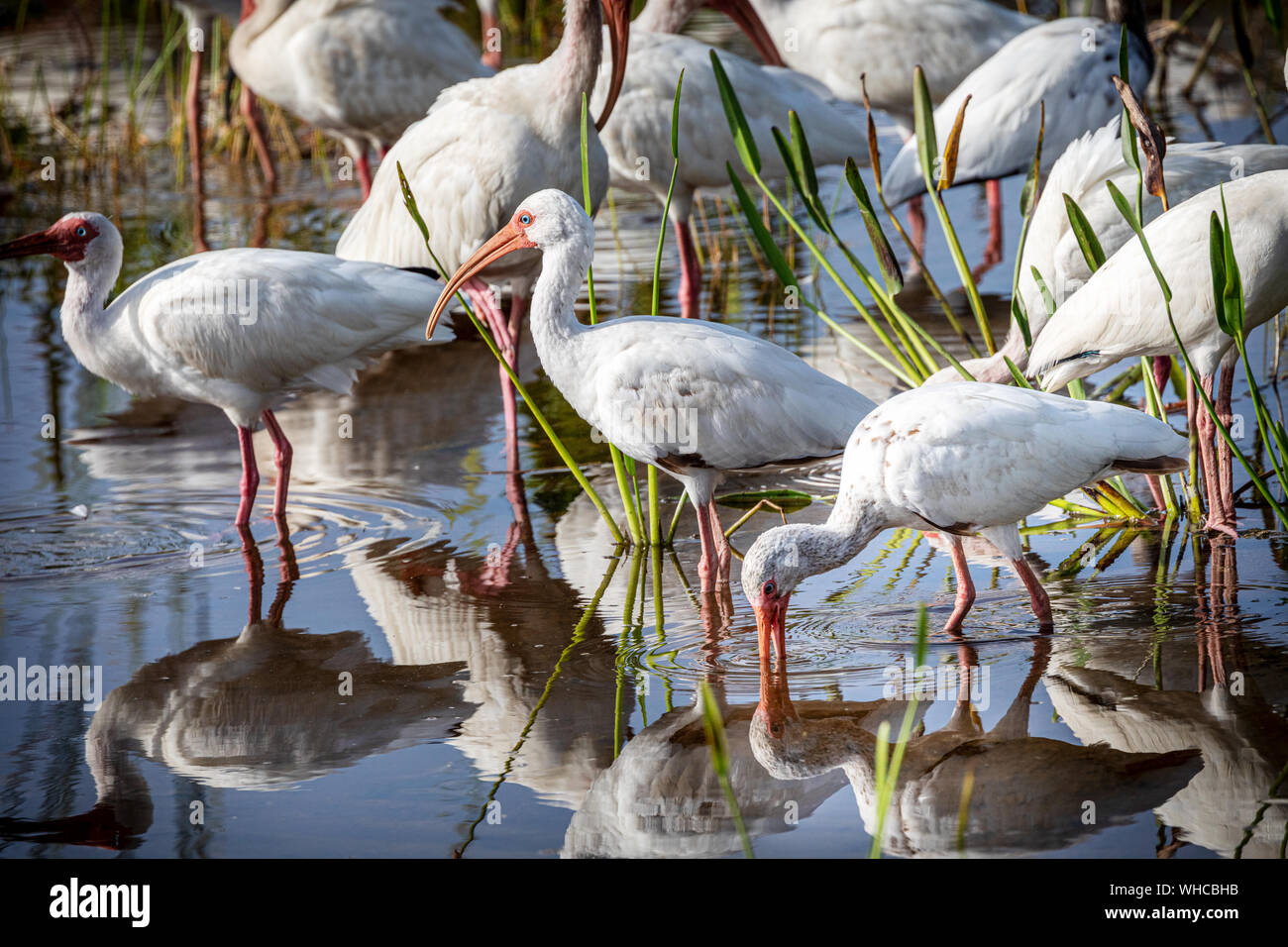 American white ibises hi-res stock photography and images - Alamy