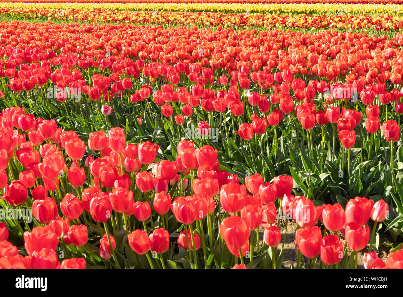 Multi-colored tulip fields in the bright sunshine Stock Photo - Alamy