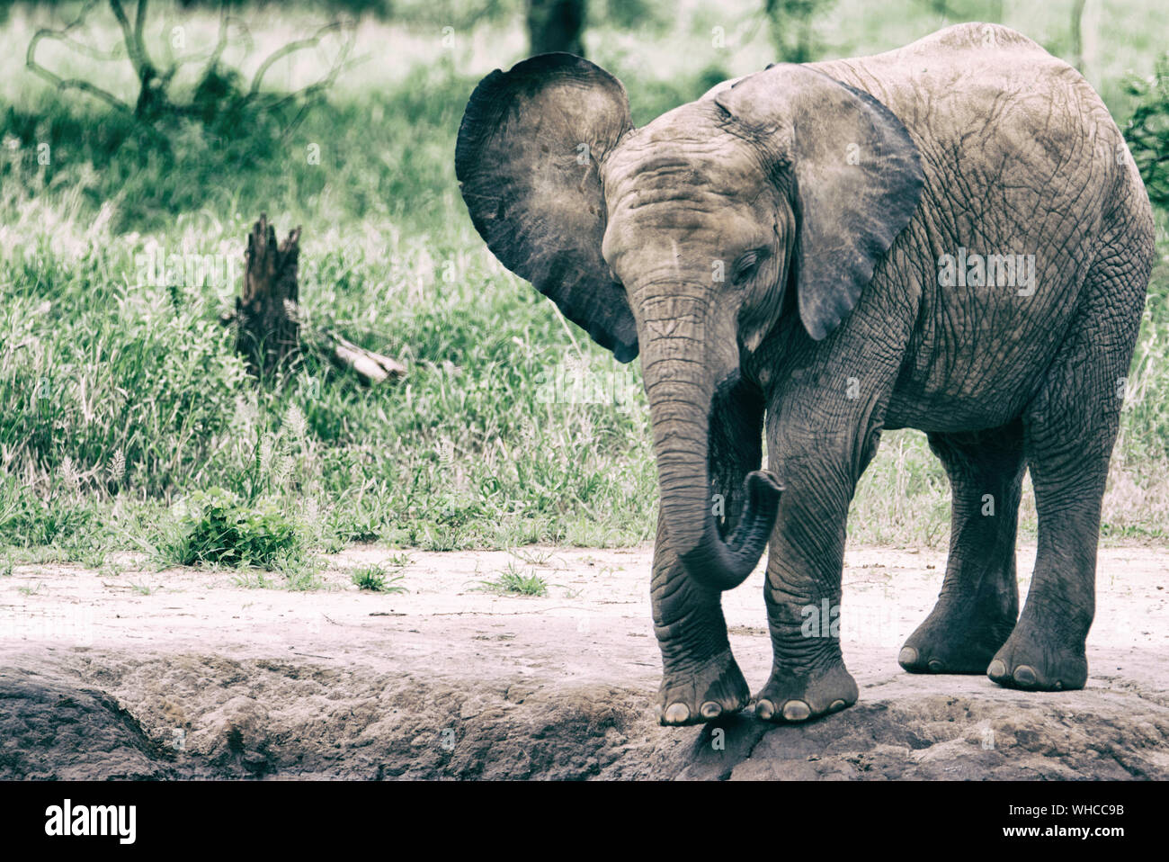 Grassy ledge hi-res stock photography and images - Alamy