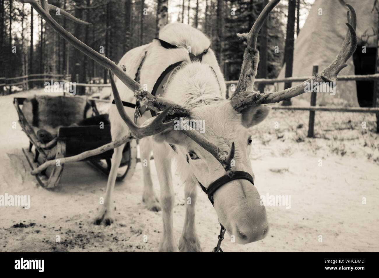 Reindeer and sled hi-res stock photography and images - Alamy
